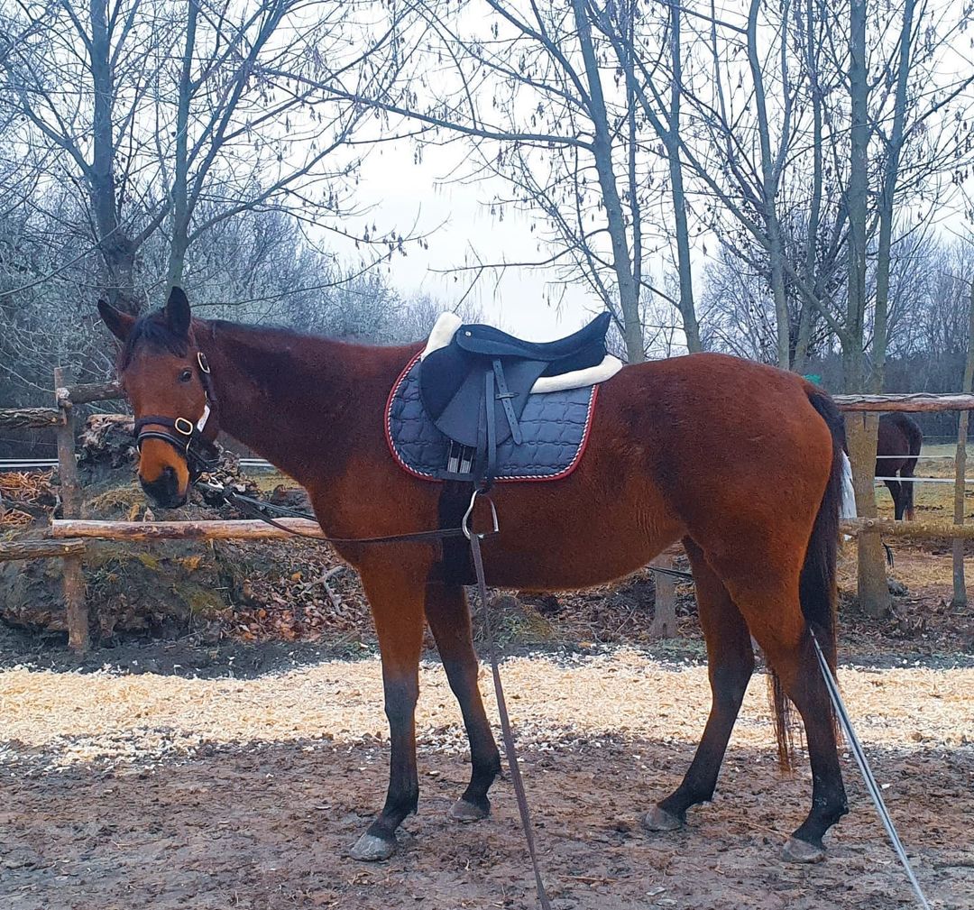 Kettős futószárazás - Equiloop Lovasudvar
