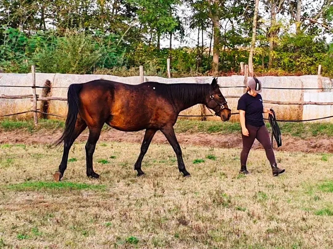A testbeszéd - Equiloop Lovasudvar
