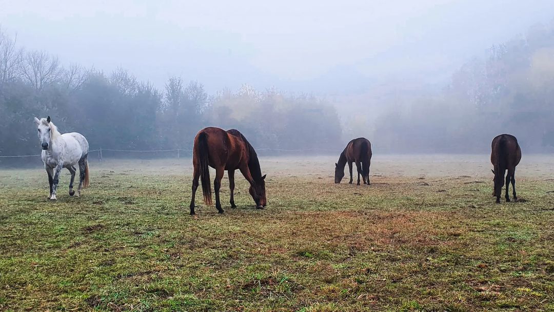 A vezérkanca - Equiloop Lovasudvar